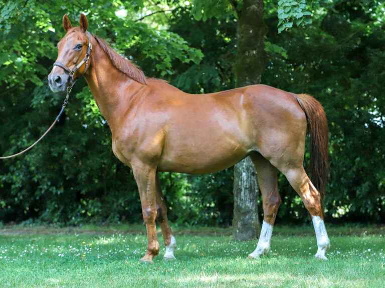 Genesis Horse Breeding | Our mares | Permanent catalog of implanted embryos