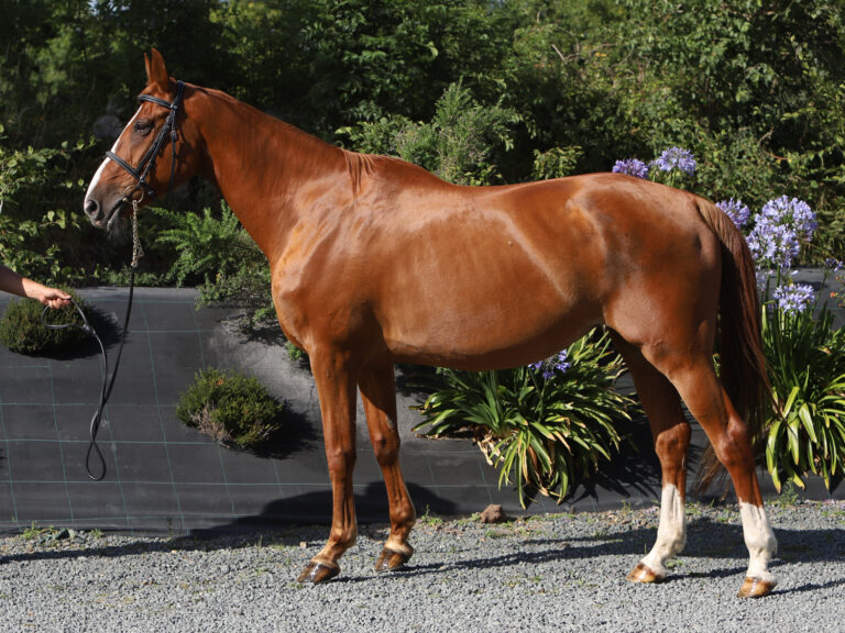 Genesis Horse Breeding | Our mares | Permanent catalog of implanted embryos