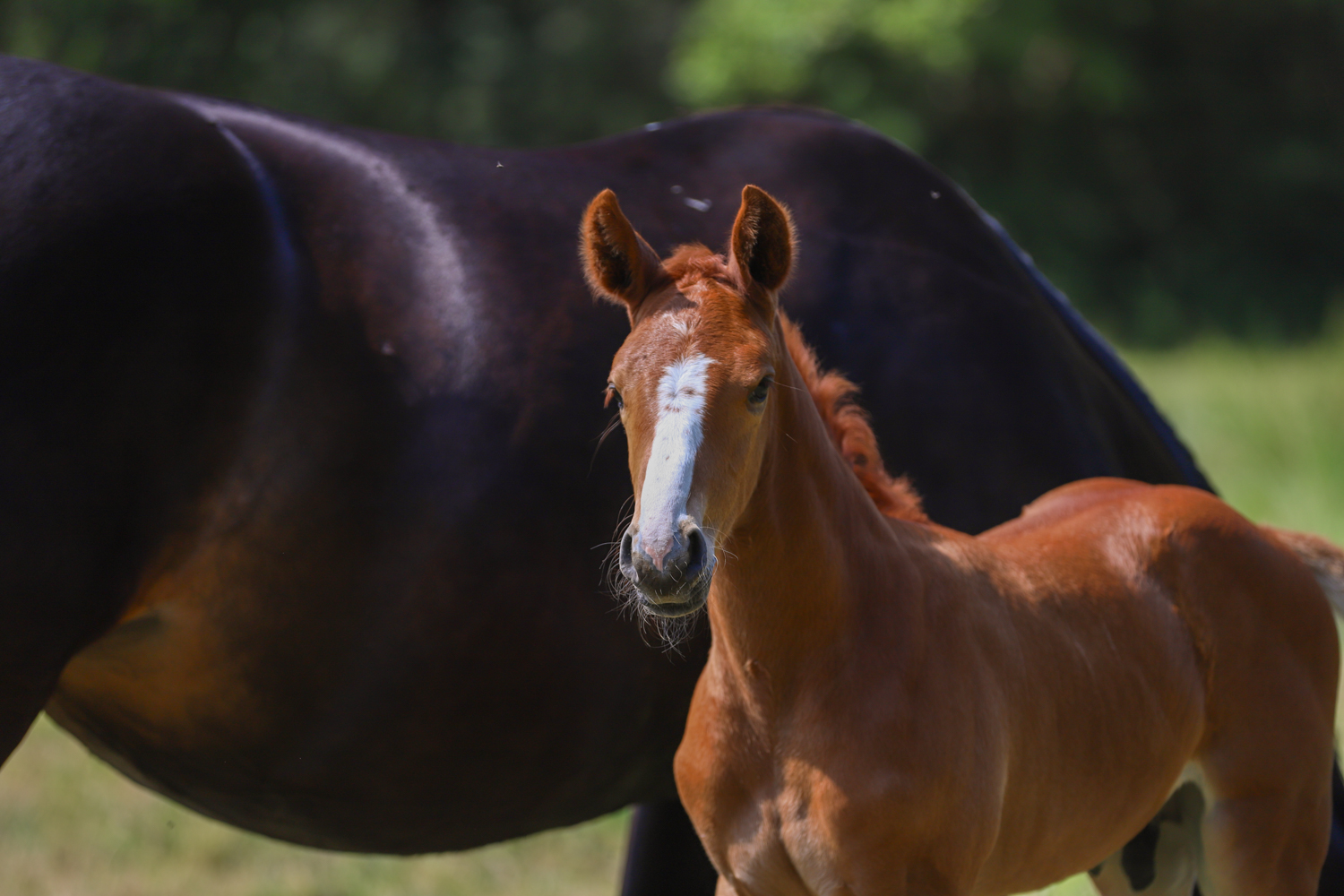 Breeding program | Genesis Horse Breeding