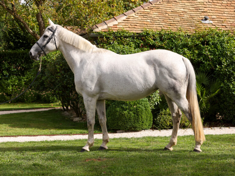 Genesis Horse Breeding | Our mares | Permanent catalog of implanted embryos