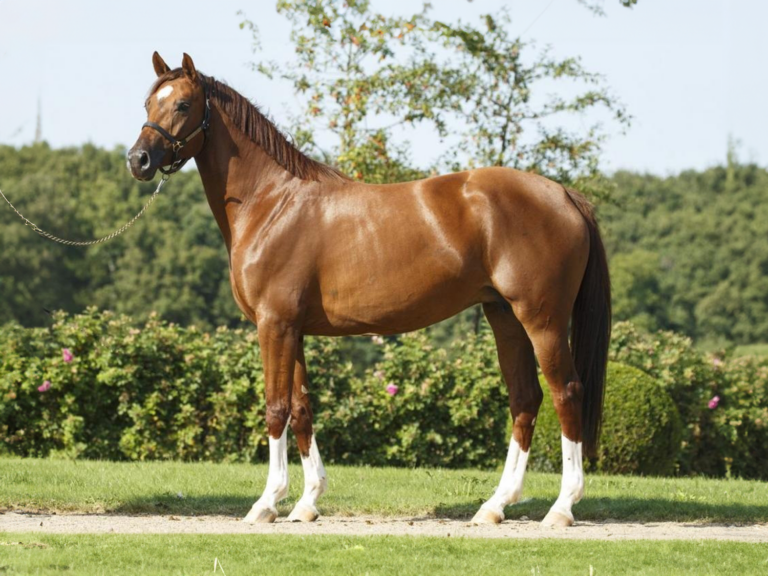 Genesis Horse Breeding | Our mares | Permanent catalog of implanted embryos