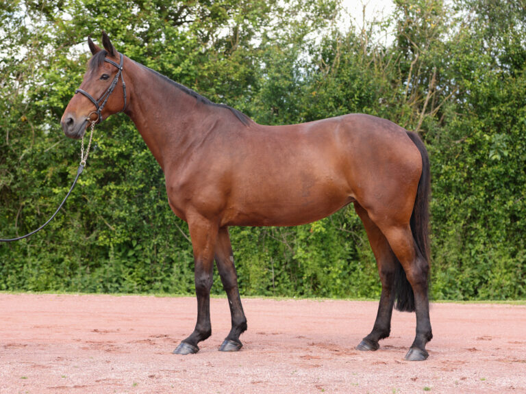 Genesis Horse Breeding | Our mares | Permanent catalog of implanted embryos