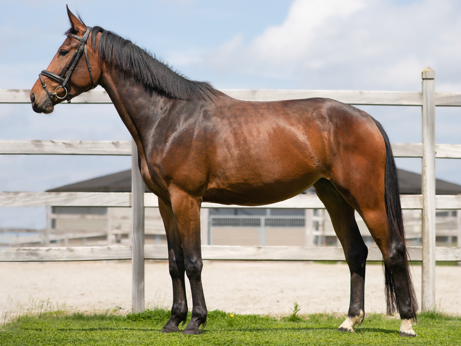 Genesis Horse Breeding | Let's discover our mares | Best genetic of the ...