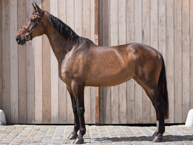 Genesis Horse Breeding | Our mares | Permanent catalog of implanted embryos