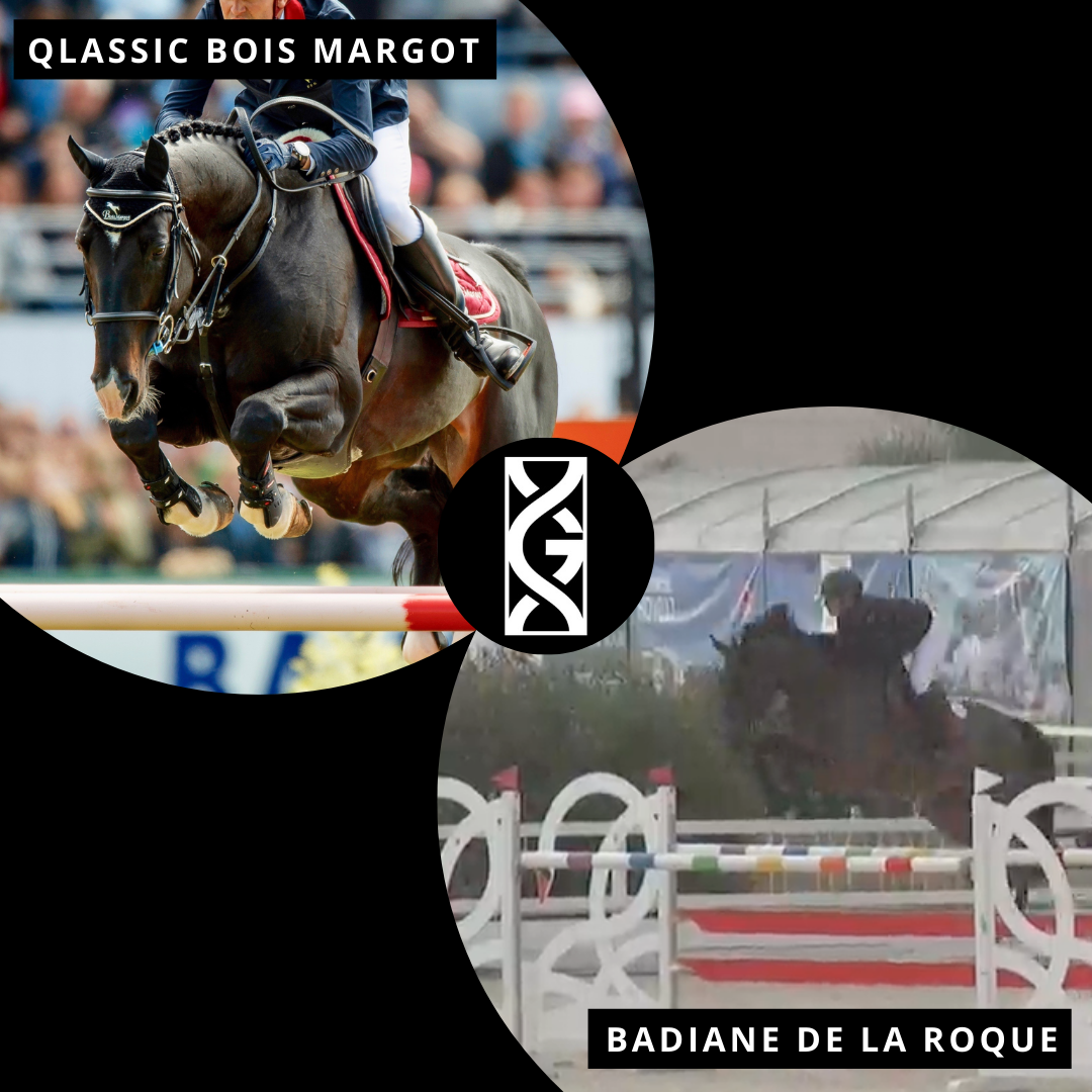 Horses embryos for sale | Implanted embryos | Genesis Horse Breeding