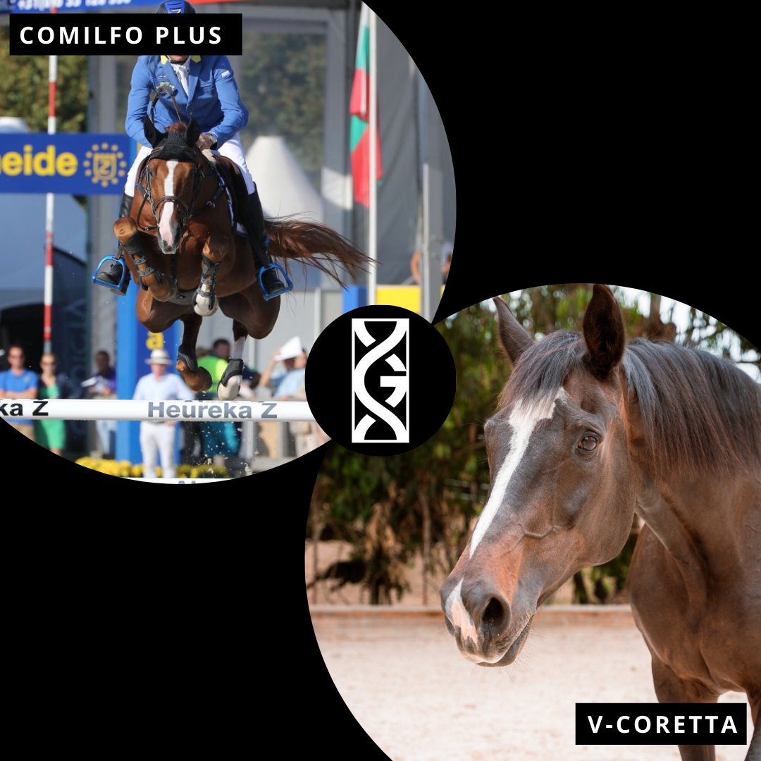 Embryos Archive | Genesis Horse Breeding