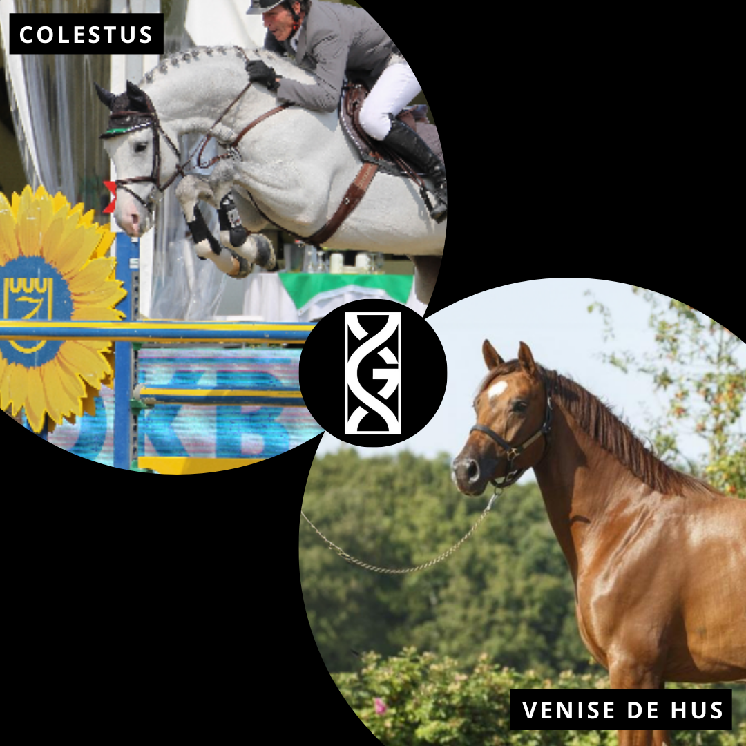 Horses embryos for sale | Implanted embryos | Genesis Horse Breeding