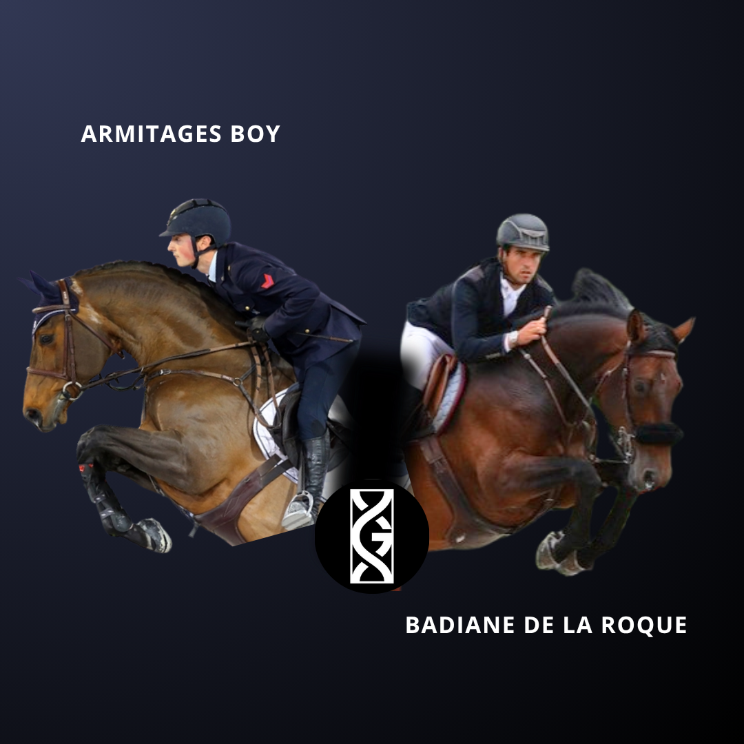 2026 - NS - Armitages Boy x Badiane de la Roque | Genesis Horse Breeding