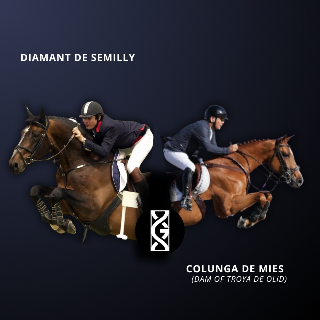 2026 - NS - Diamant de Semilly x Colunga de Mies | Genesis Horse Breeding
