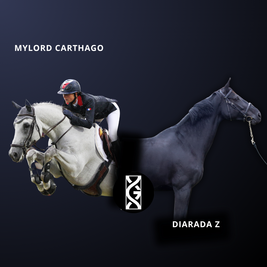Horses embryos for sale | Implanted embryos | Genesis Horse Breeding