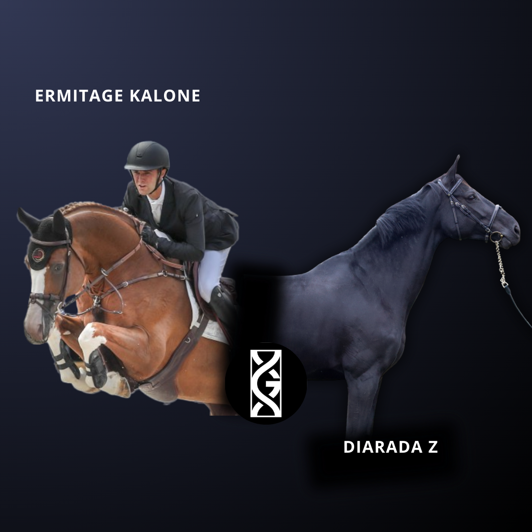 2026 - NS - Ermitage Kalone x Diarada | Genesis Horse Breeding