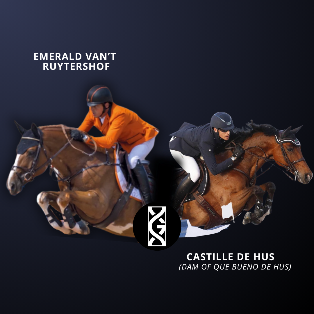 2026 - FEMALE - Emerald Van't Ruytershof x Castille de Hus | Genesis ...